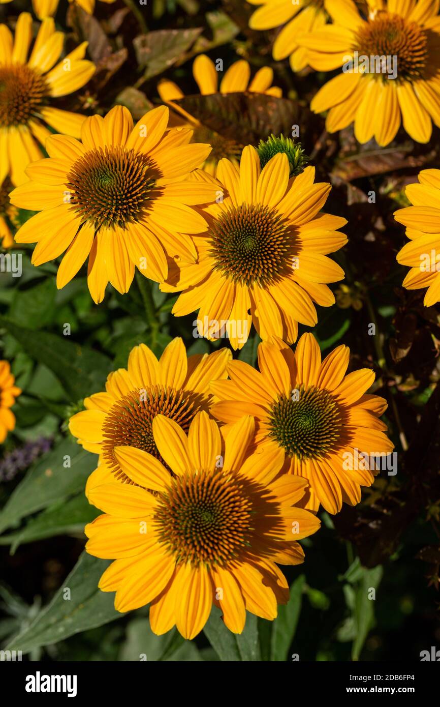 Rudbekia Yellow Daisy flowers in ornamental garden Stock Photo - Alamy