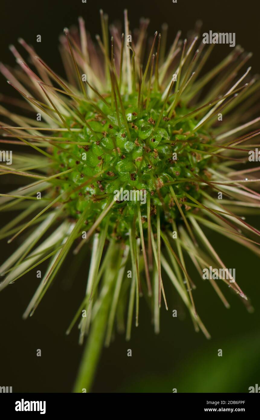 Fruiting stage of Acaena argentea. Conguillio National Park. Araucania ...