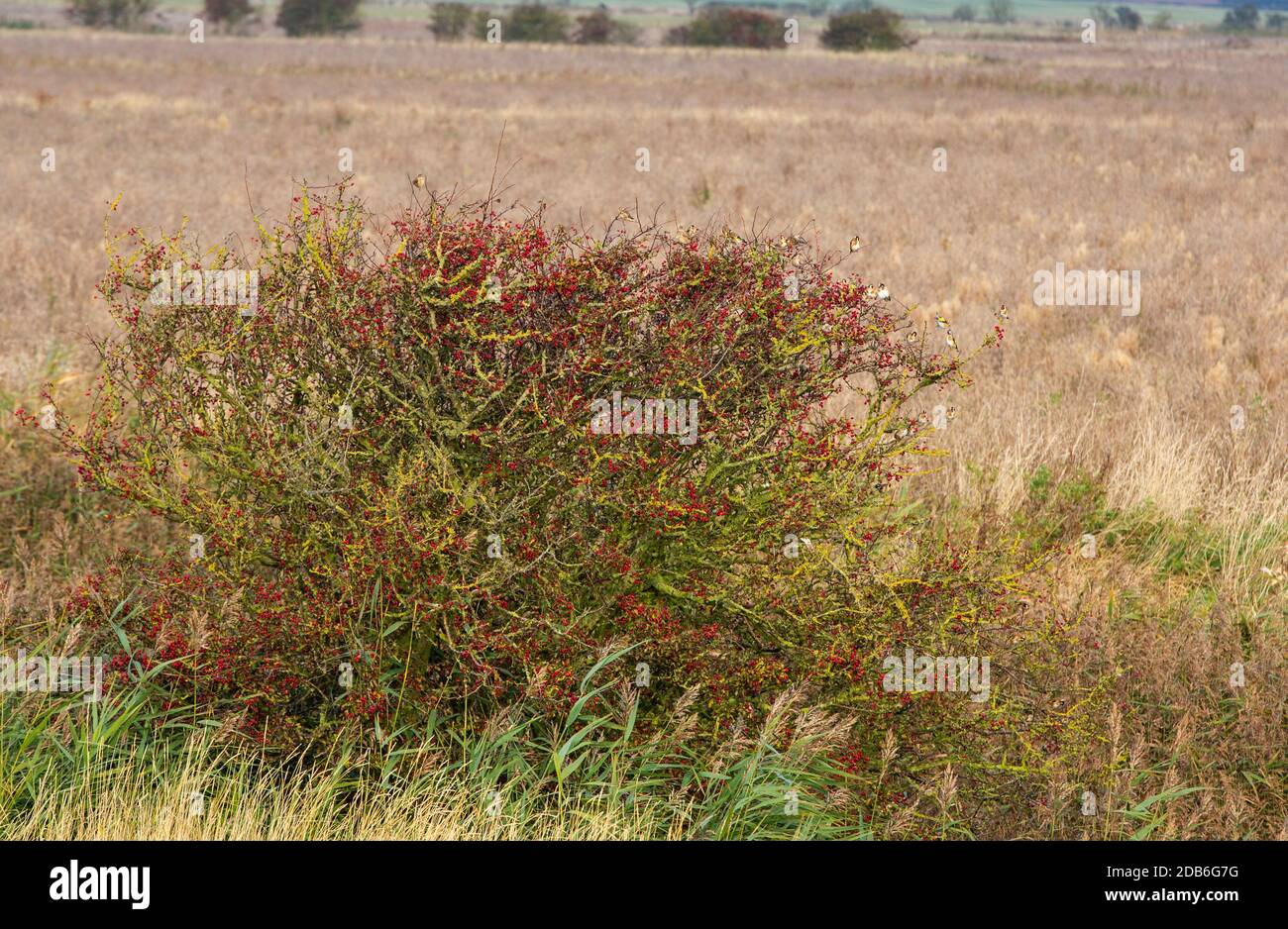 Humber estuary birds hi-res stock photography and images - Alamy