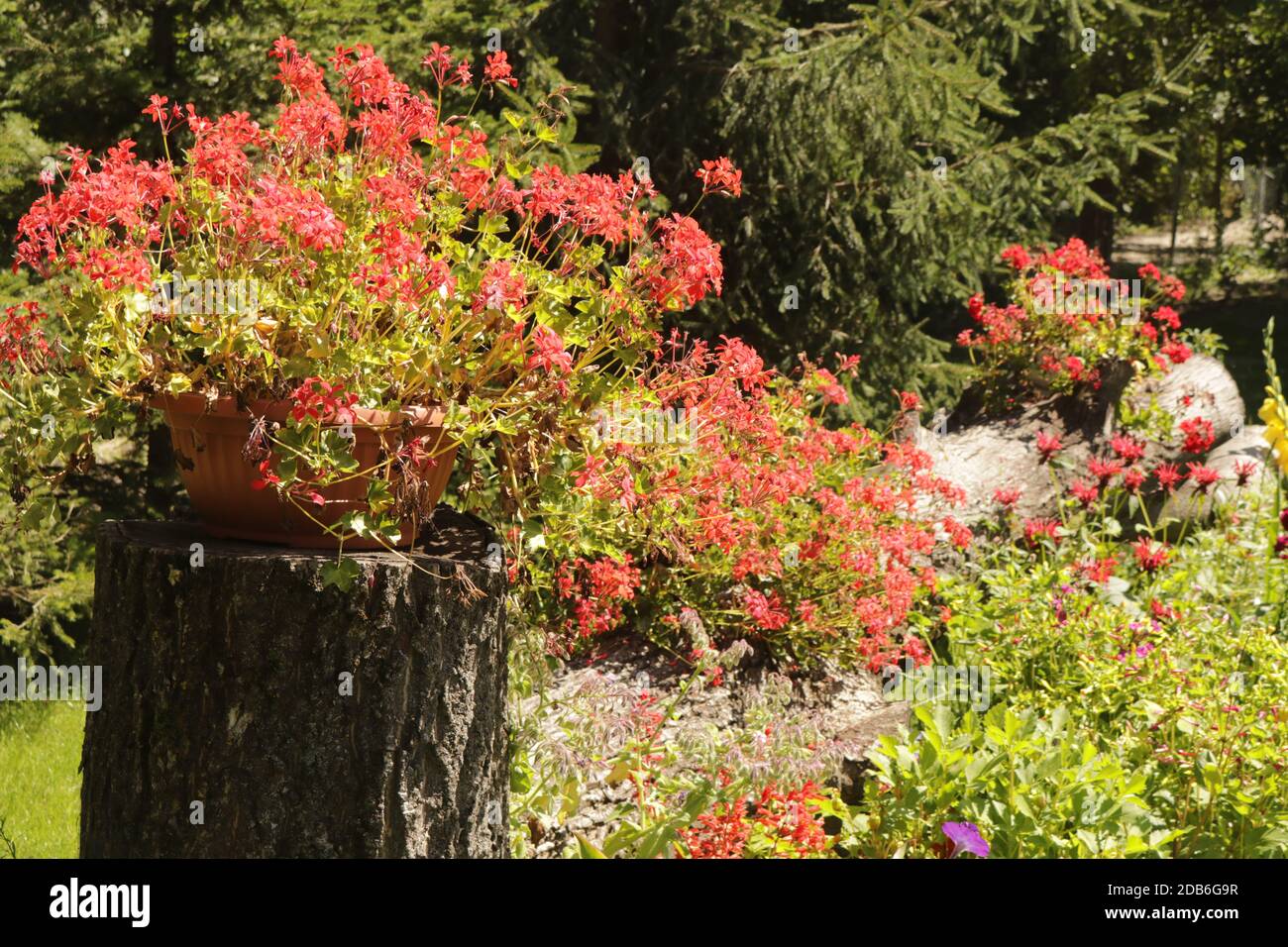 Potted geranium hi-res stock photography and images - Alamy