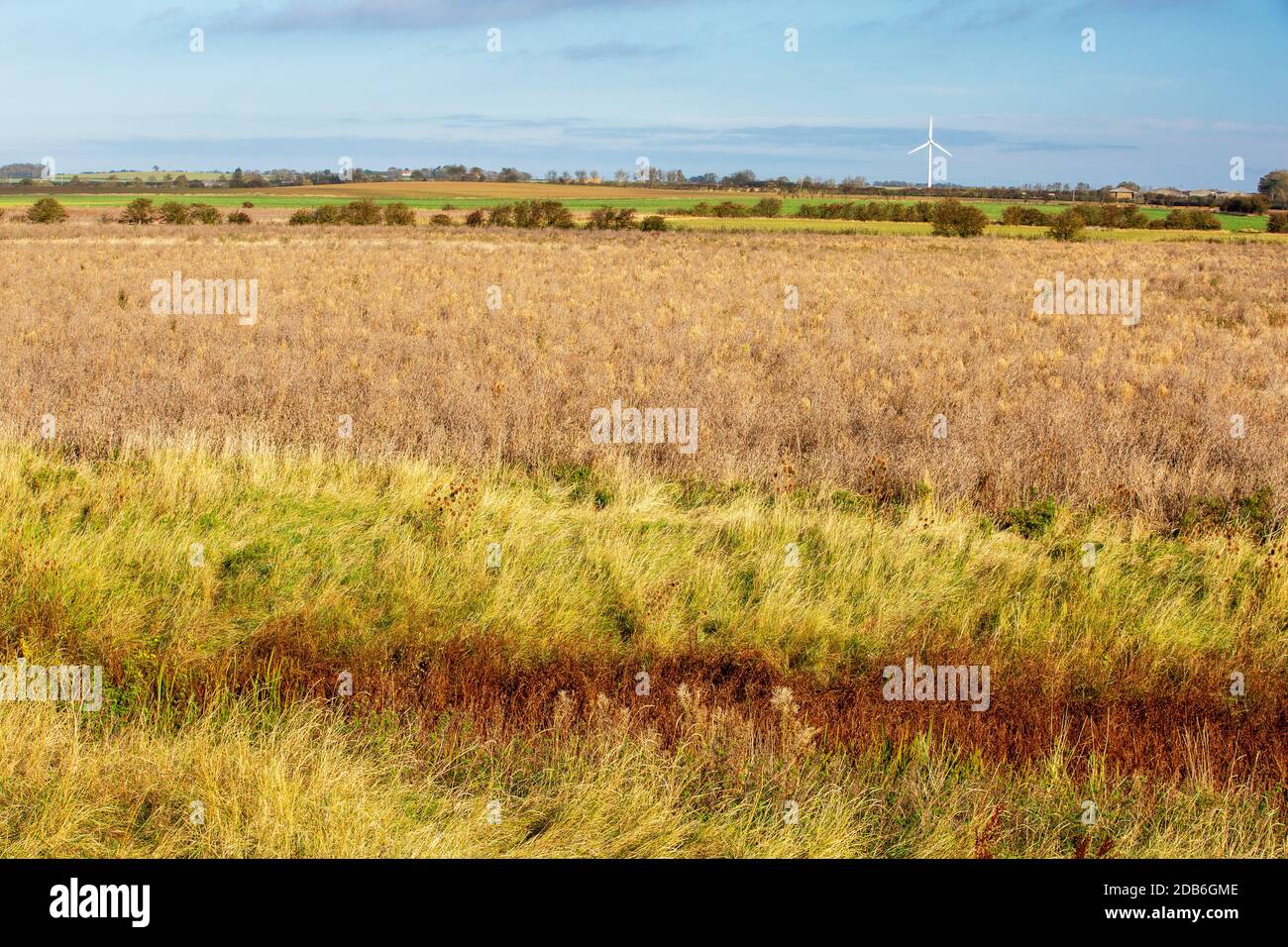 Wildlife friendly setaside habitat with wild flowers providing food for ...