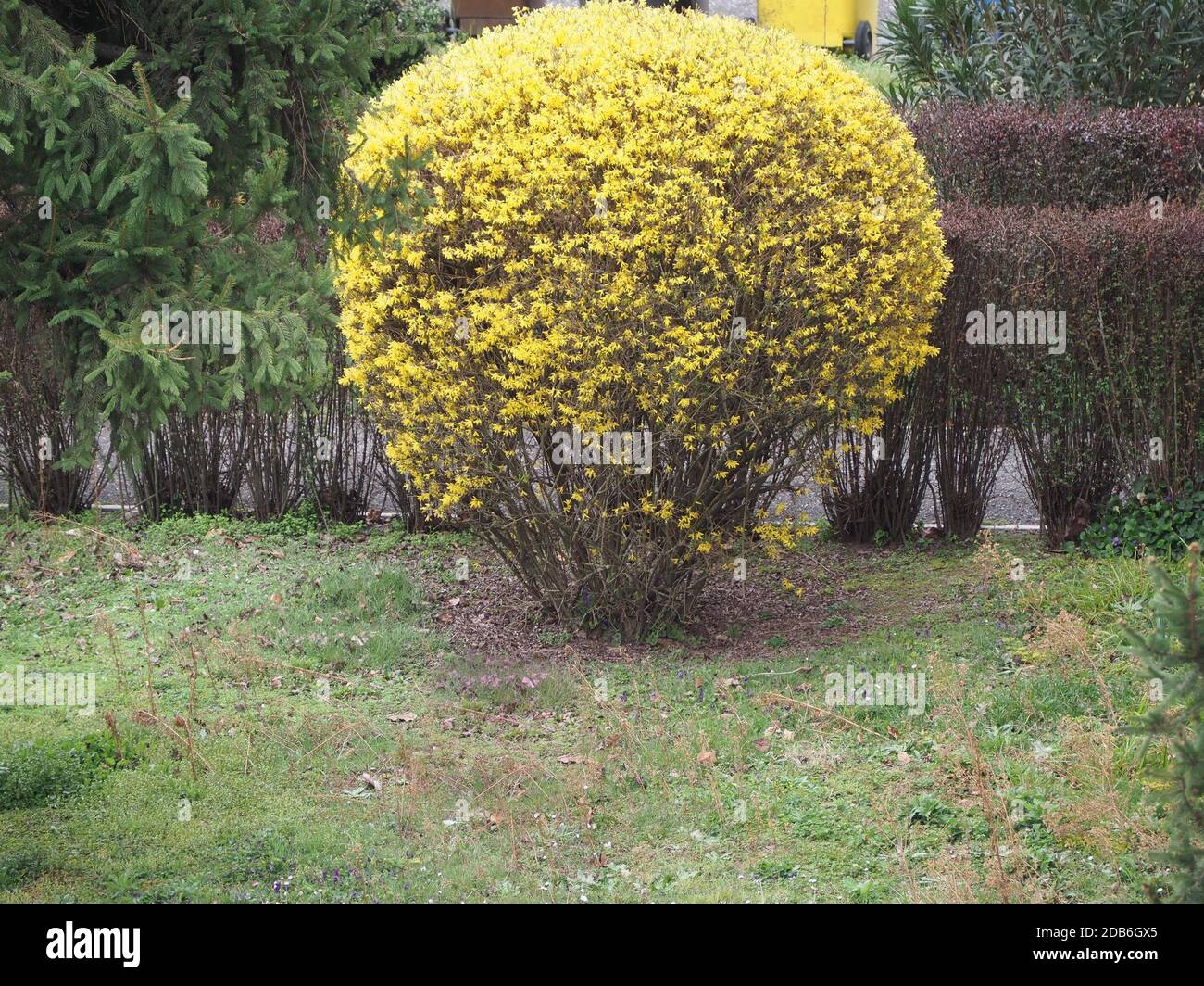 forsythia tree in a meadow with grass and hedgerow Stock Photo - Alamy