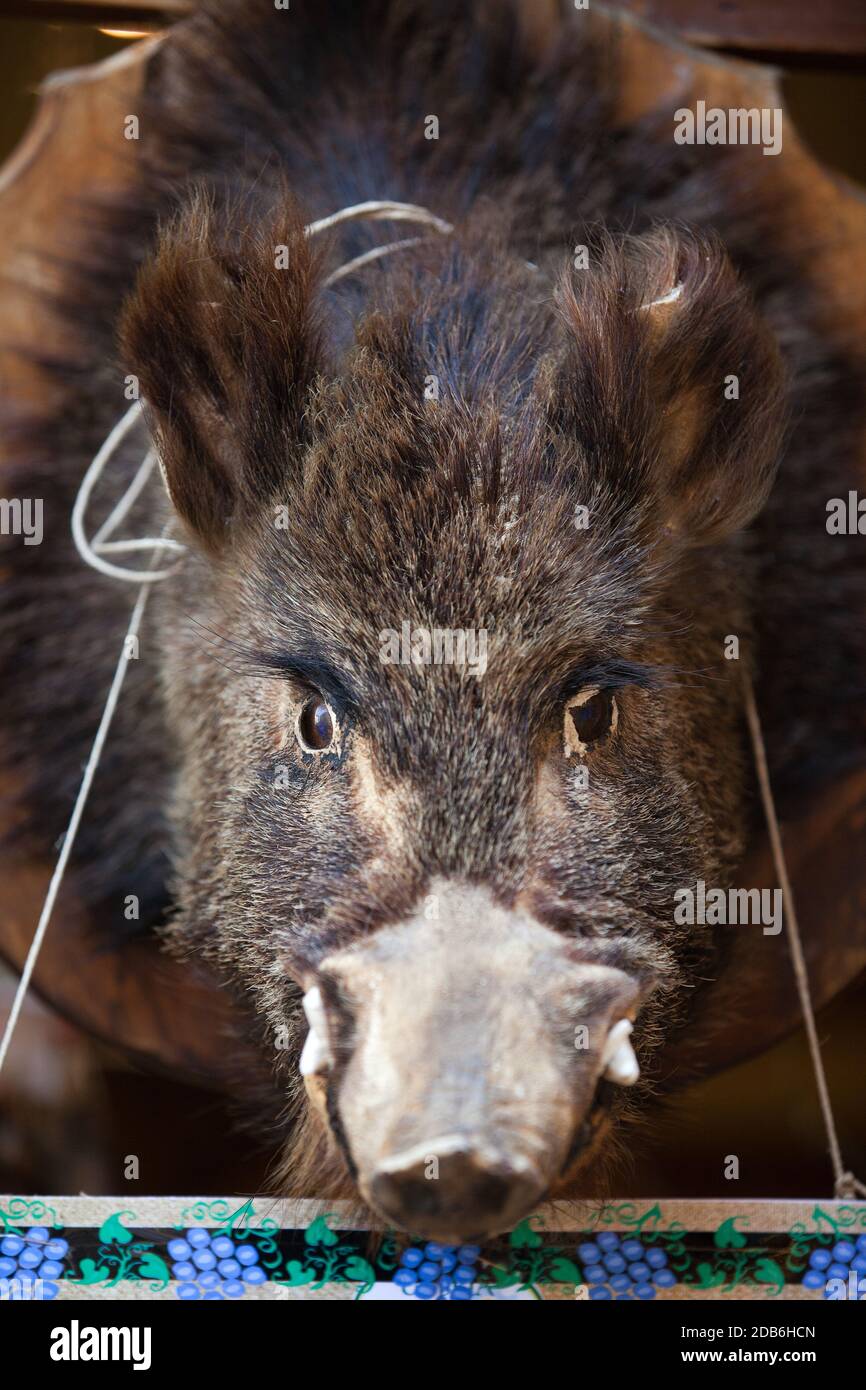 Boar Shoot High Resolution Stock Photography and Images - Alamy