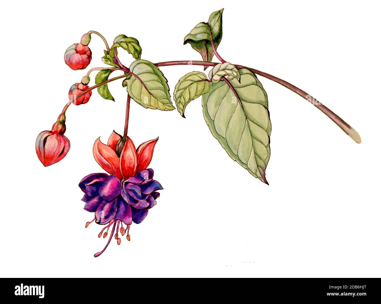 Botanical watercolor graphic illustration of a fuchsia flower with buds ...