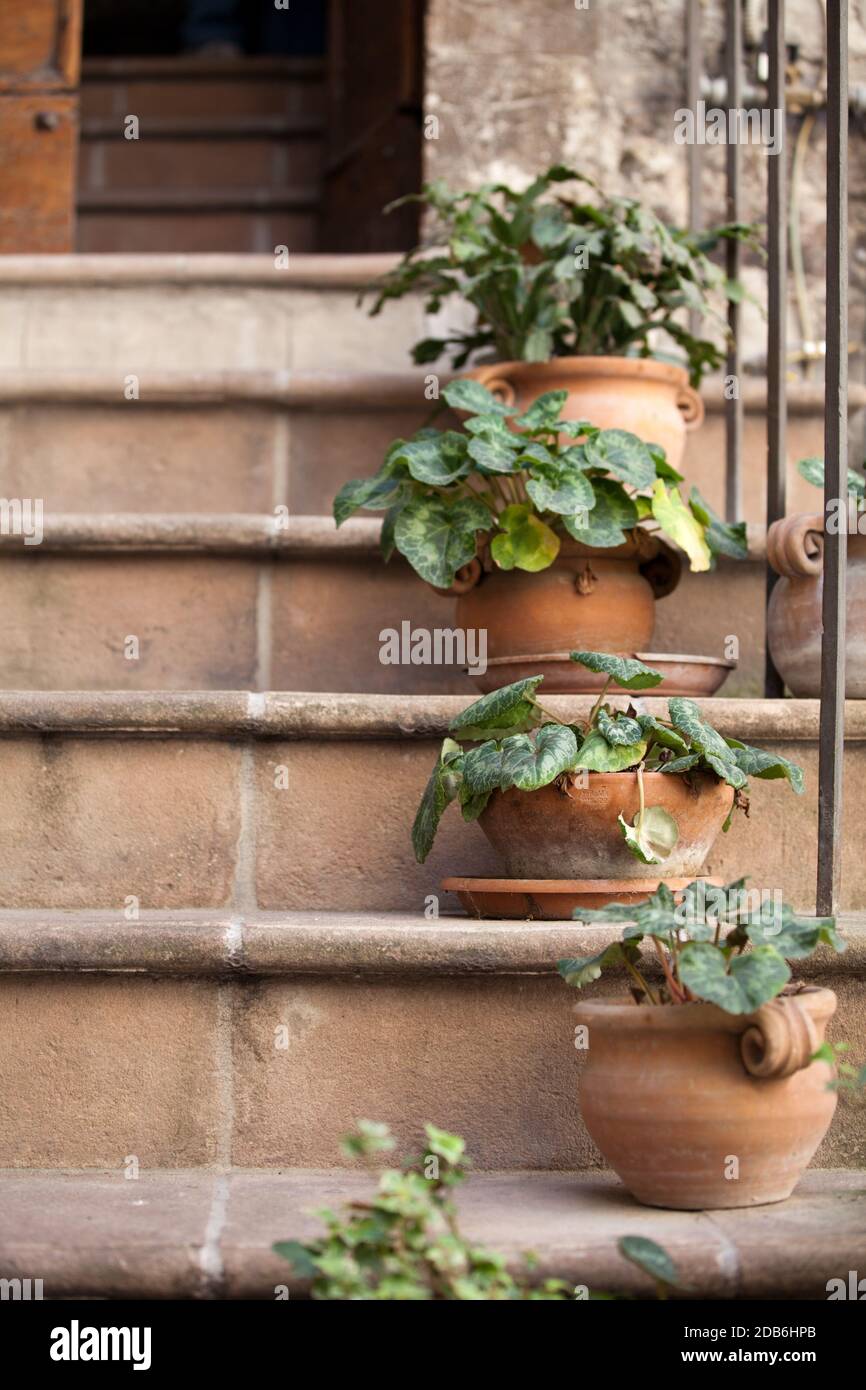 Flowers in pots on the stone steps medieval house in Assisi Stock Photo ...
