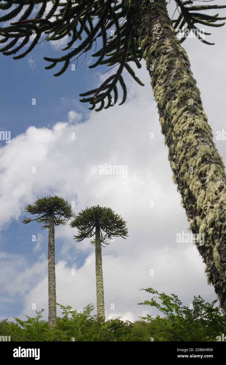 Monkey puzzle trees hi-res stock photography and images - Alamy