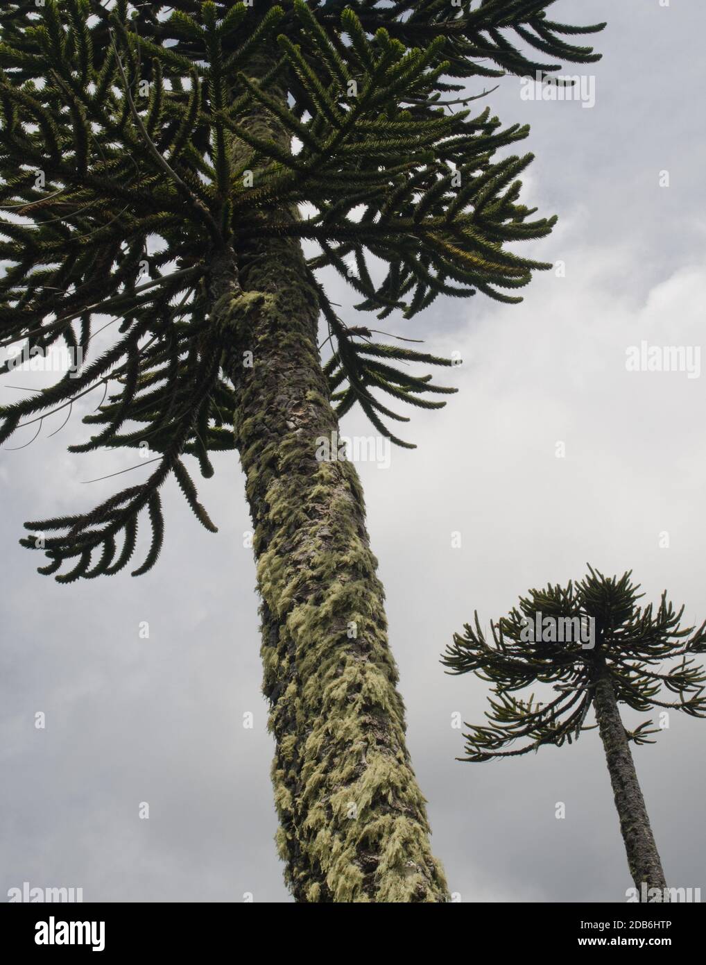 Monkey puzzle trees Araucaria araucana. Conguillio National Park ...
