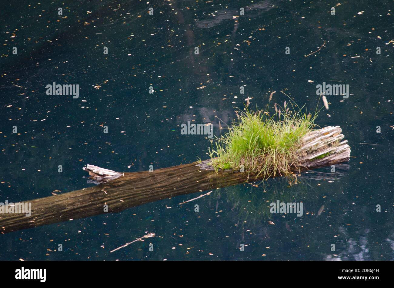 Trunk of dead tree floating in the Arco Iris lagoon. Conguillio ...