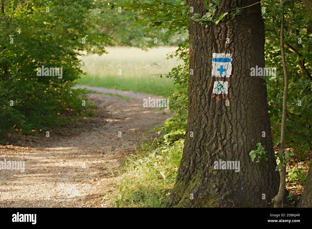 Hiking trail signs in the forest for walking and cycling Stock Photo ...