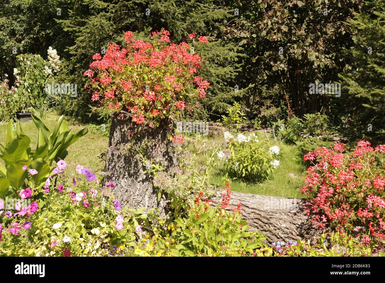 Flower of red potted geranium in the garden Stock Photo - Alamy