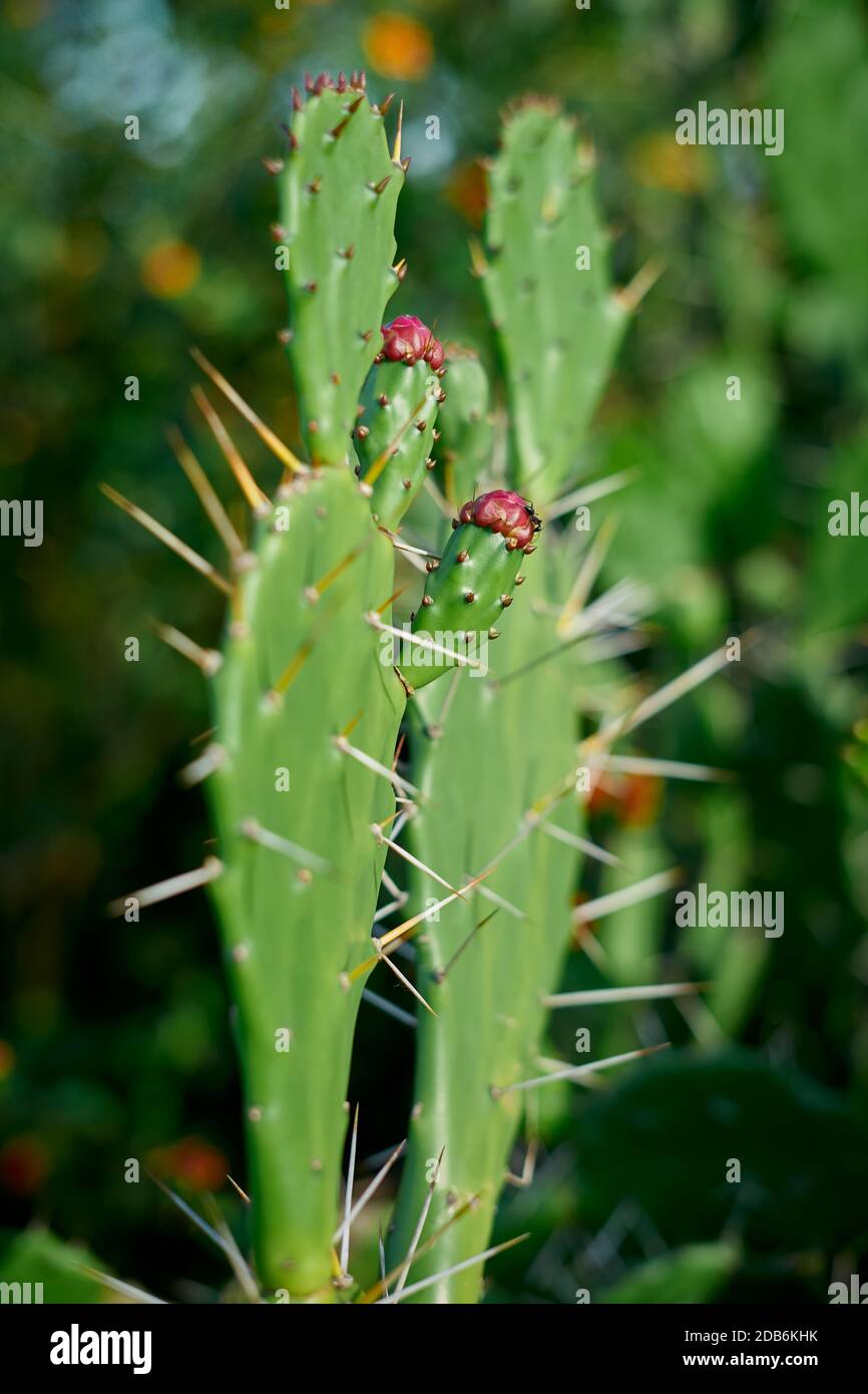 Multi colored prickly pear hi-res stock photography and images - Alamy