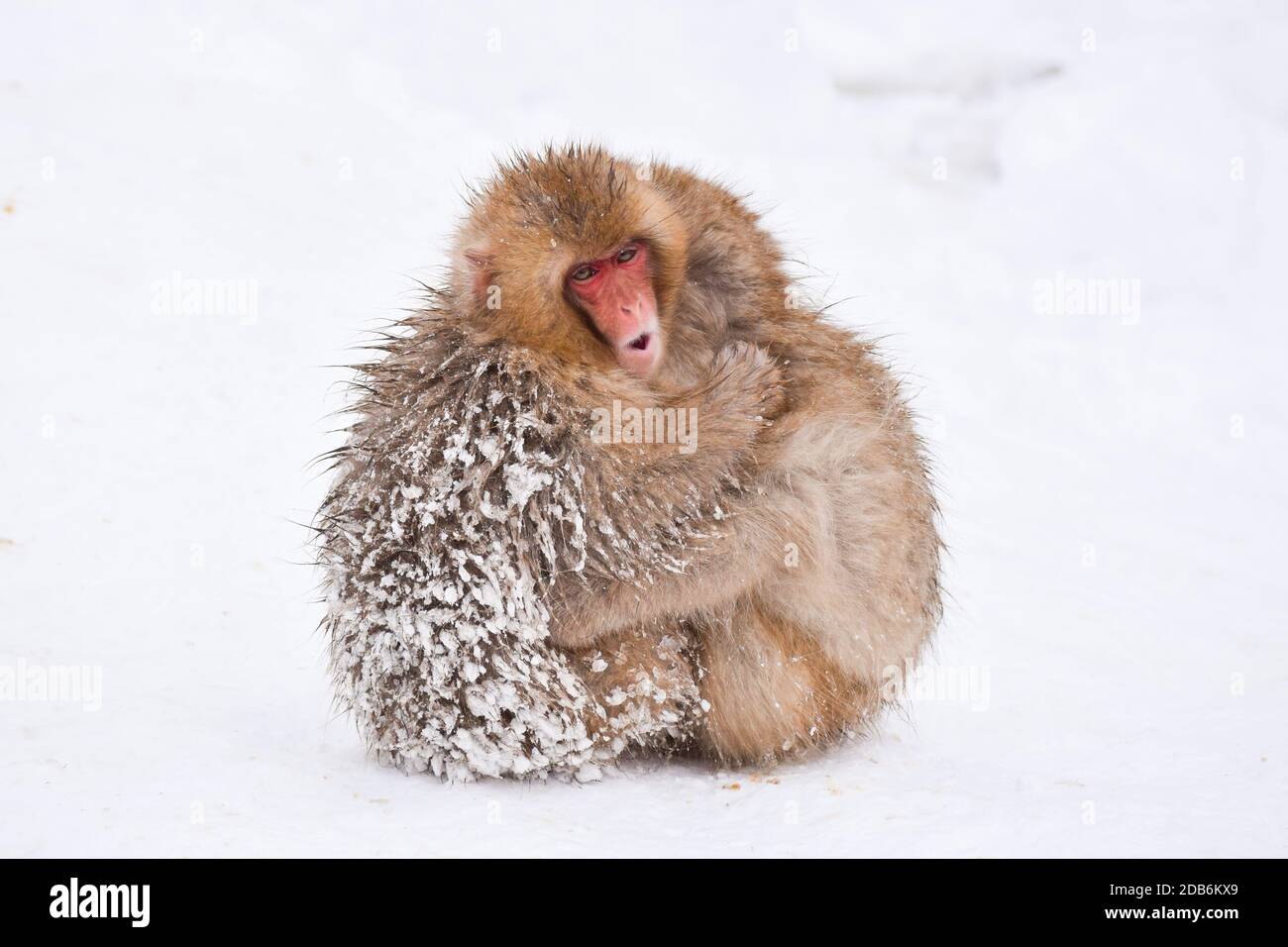 two brown cute baby snow monkeys hugging and sheltering each other from ...