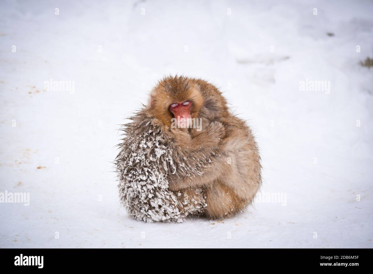 two brown cute baby snow monkeys hugging and sheltering each other from ...