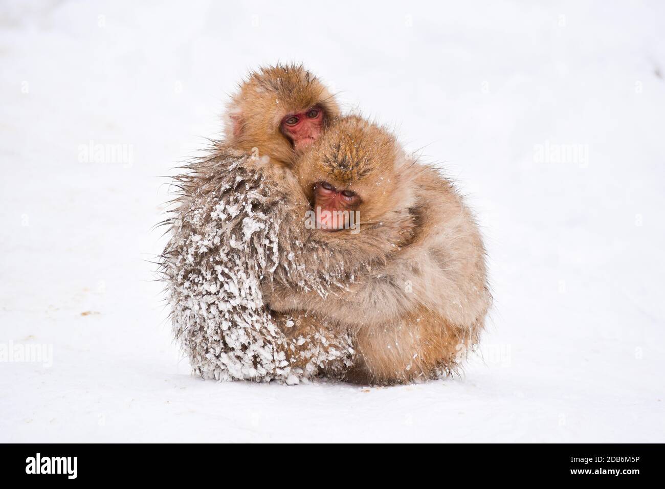 two brown cute baby snow monkeys hugging and sheltering each other from ...