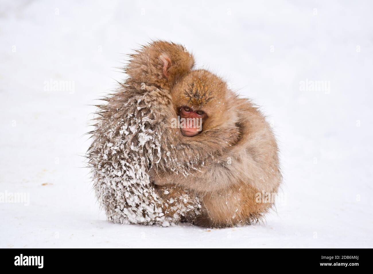 Animals Snuggling In Snow
