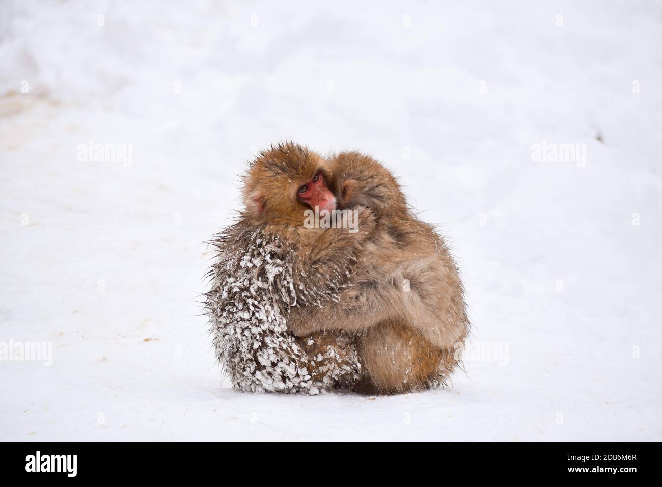 two brown cute baby snow monkeys hugging and sheltering each other from ...