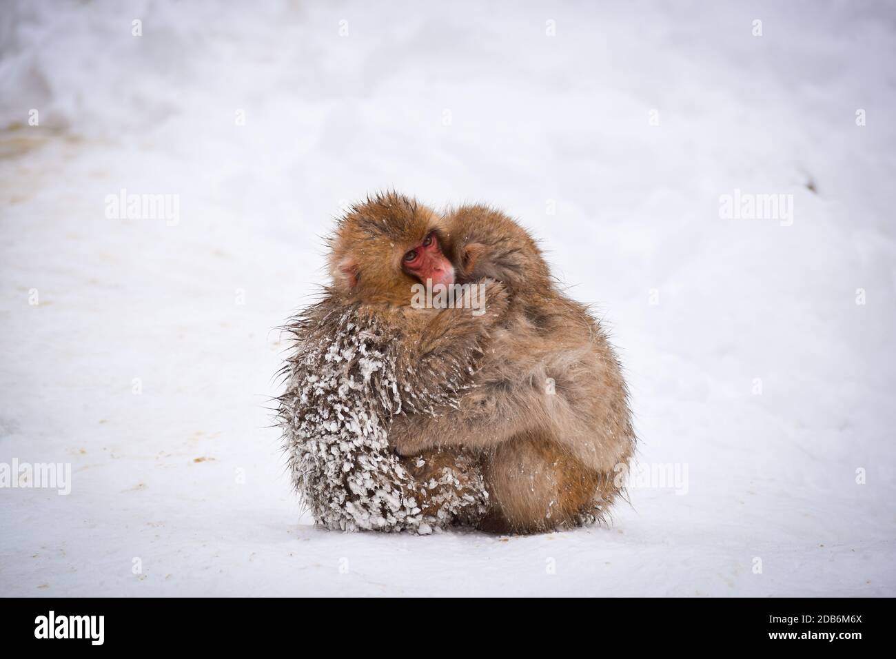 two brown cute baby snow monkeys hugging and sheltering each other from ...