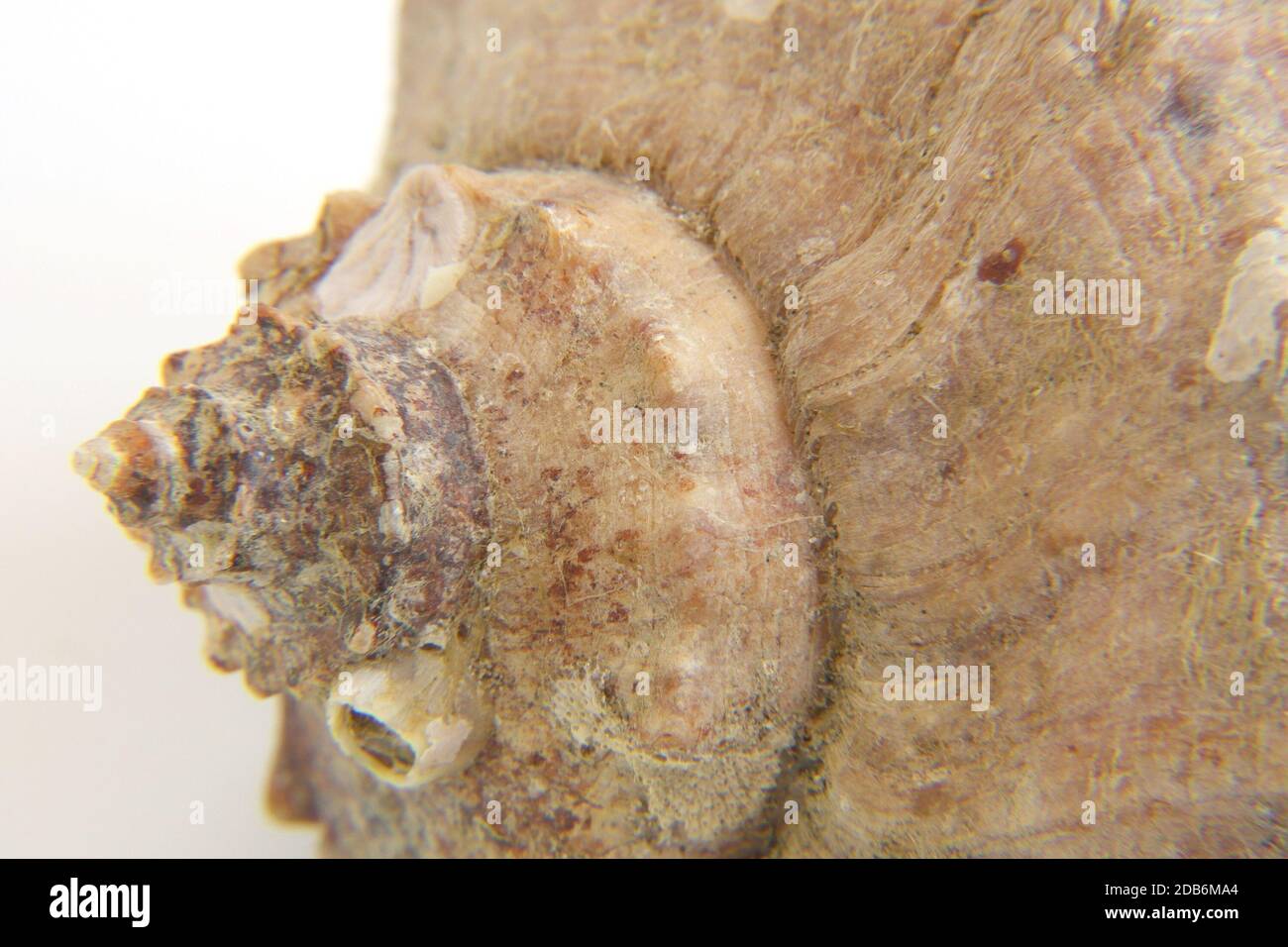 Sea shell macro view texture, shallow DOF Stock Photo - Alamy