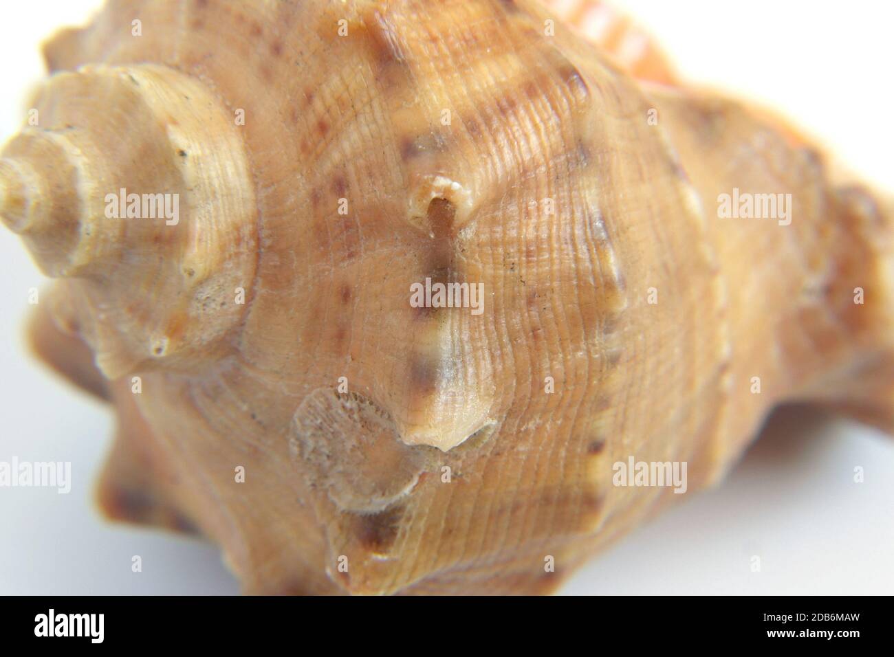 Sea shell macro view texture, shallow DOF Stock Photo - Alamy