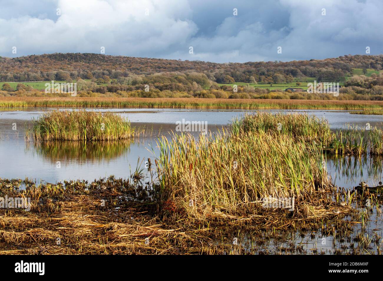 Wildfowl at Leighton Moss, RSPB reserve in Lancashire, UK Stock Photo ...