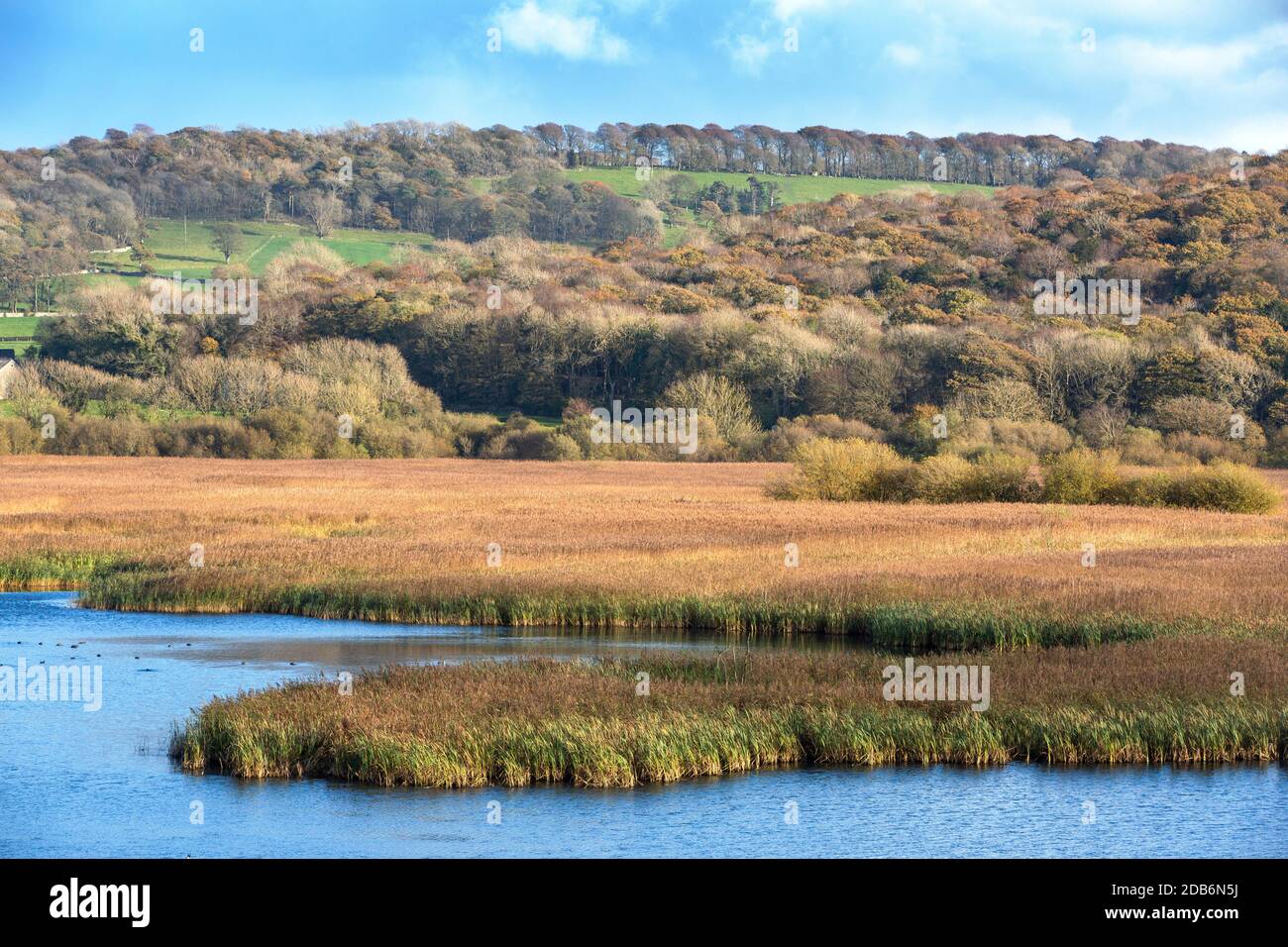 Leighton moss reedbed water High Resolution Stock Photography and ...