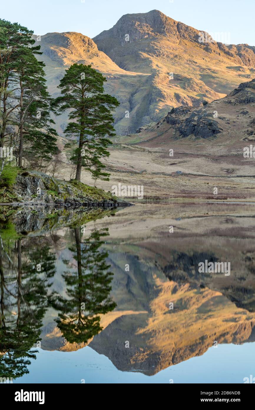 Pine Tree reflections in still water at Blea Tarn in the English Lake ...