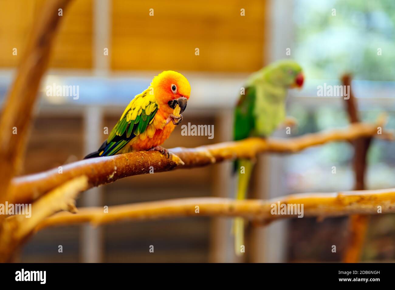 Sun Parakeet sitting on a perch. Aratinga solstitialis also known as ...