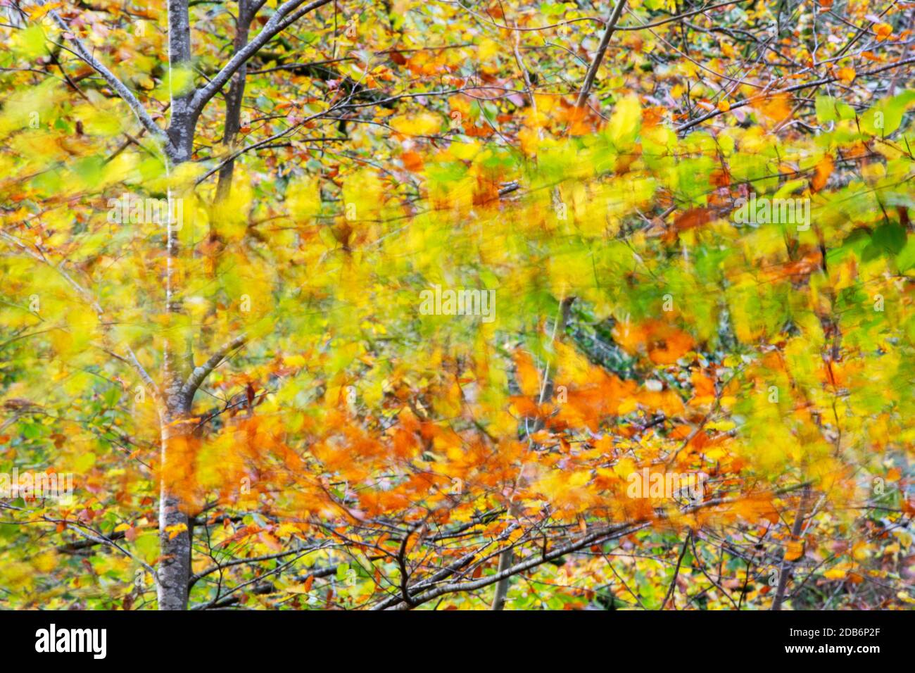 Beech tree leaves blowing in the wind, in autumn, Clappersgate, Lake ...