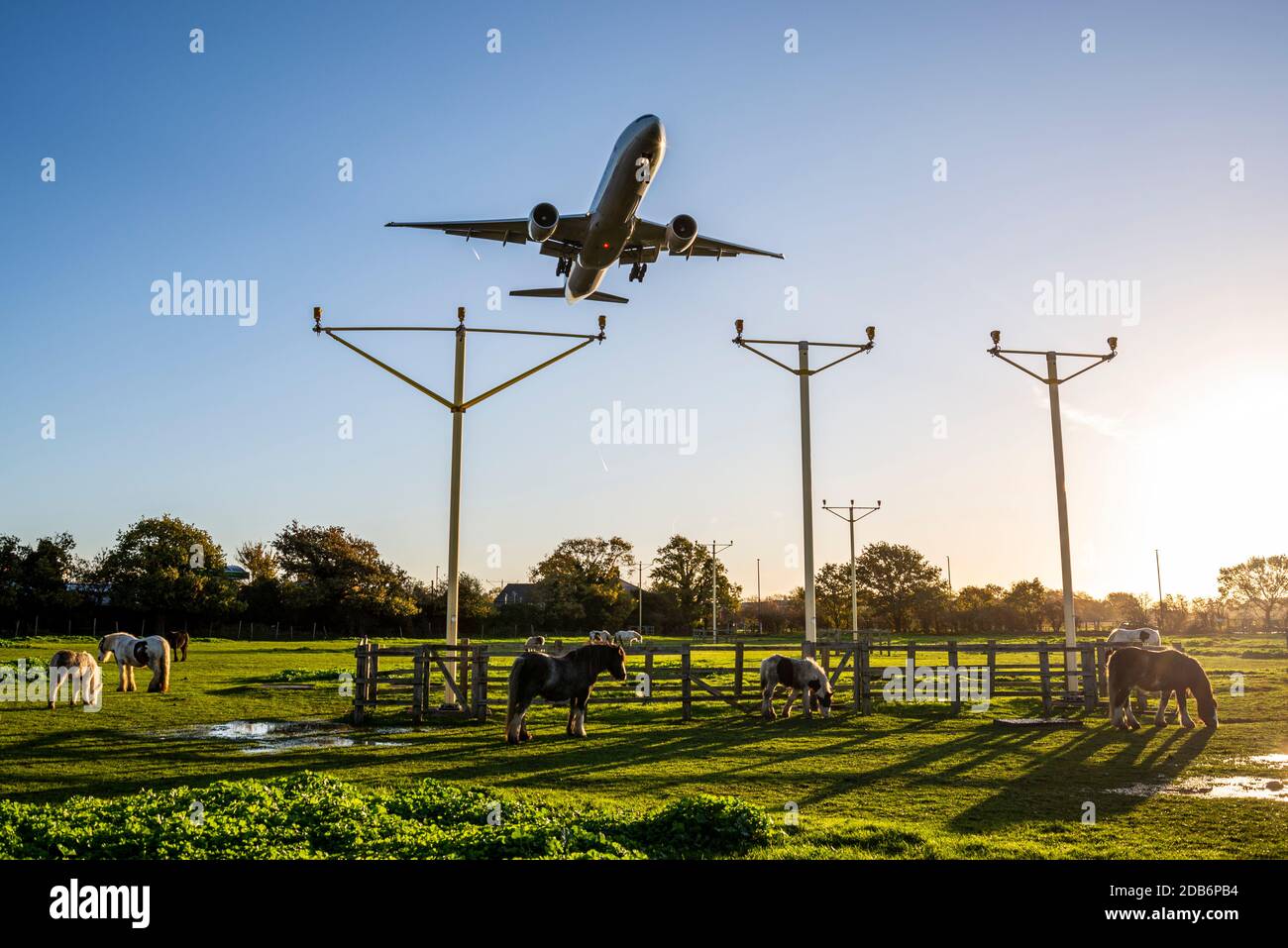 Horse transport plane hi-res stock photography and images - Alamy