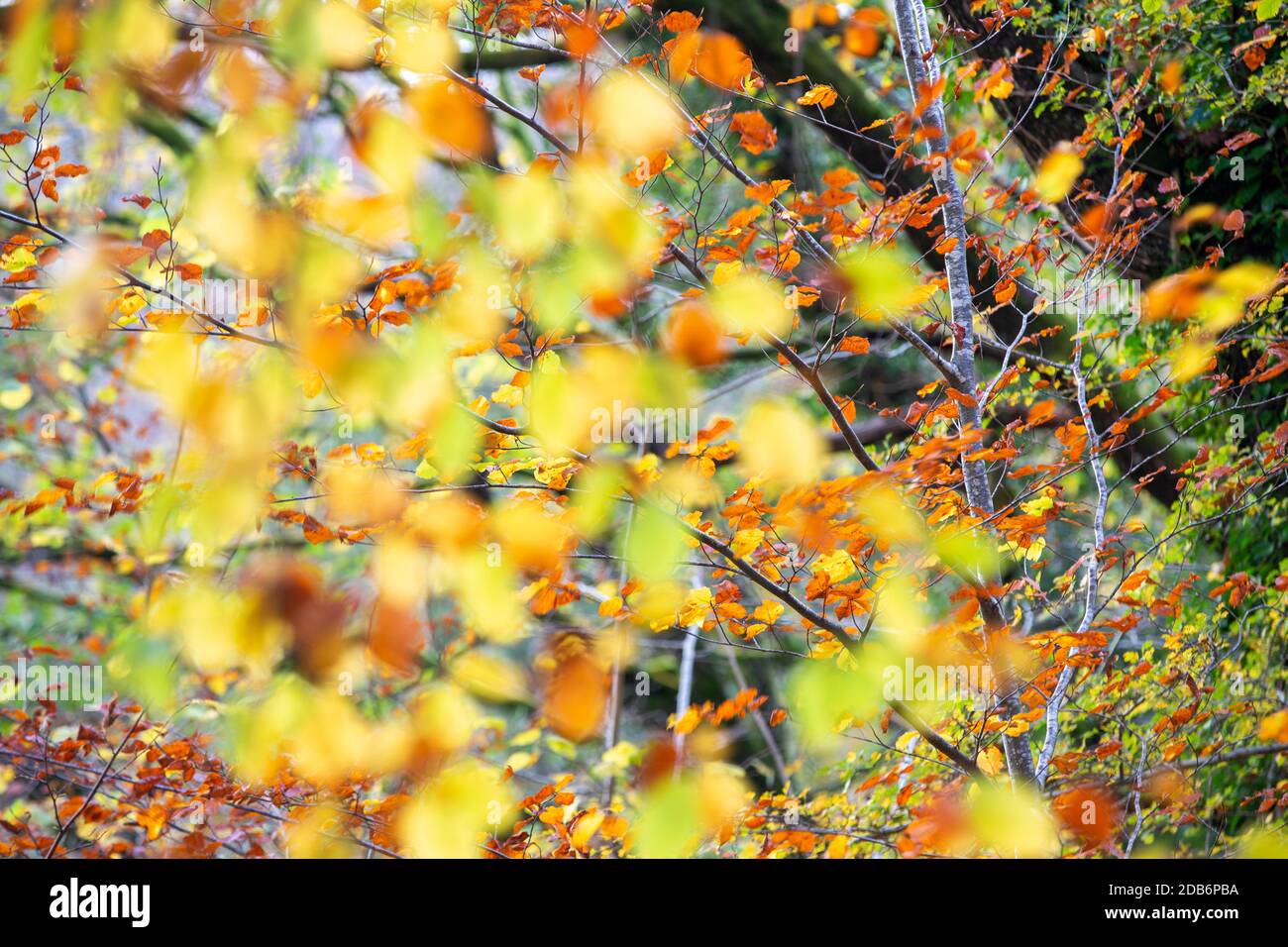 Beech tree leaves in autumn, Clappersgate, Lake District, UK Stock ...