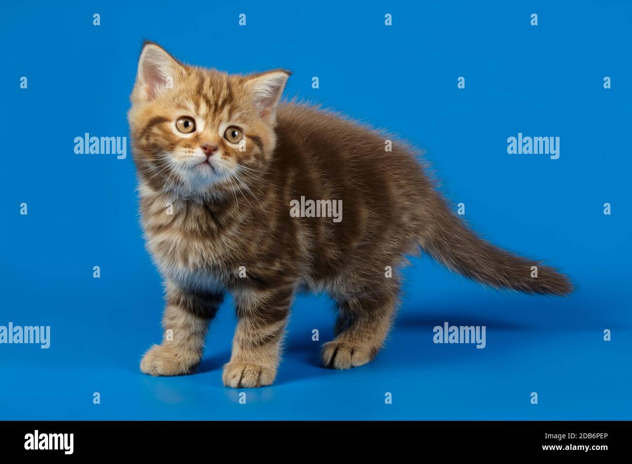 Studio photography of a scottish straight shorthair cat on colored ...