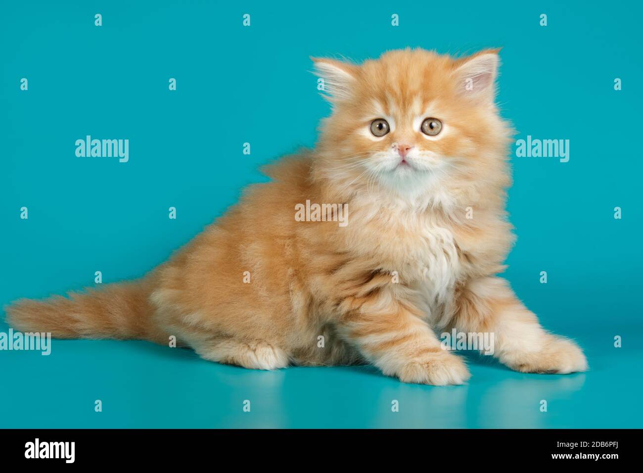 Studio photography of highland straight cat on colored backgrounds ...