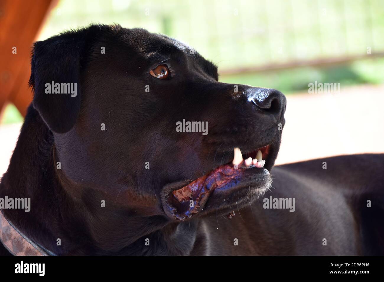 A portrait of a black Labrador with his teeth out Stock Photo - Alamy