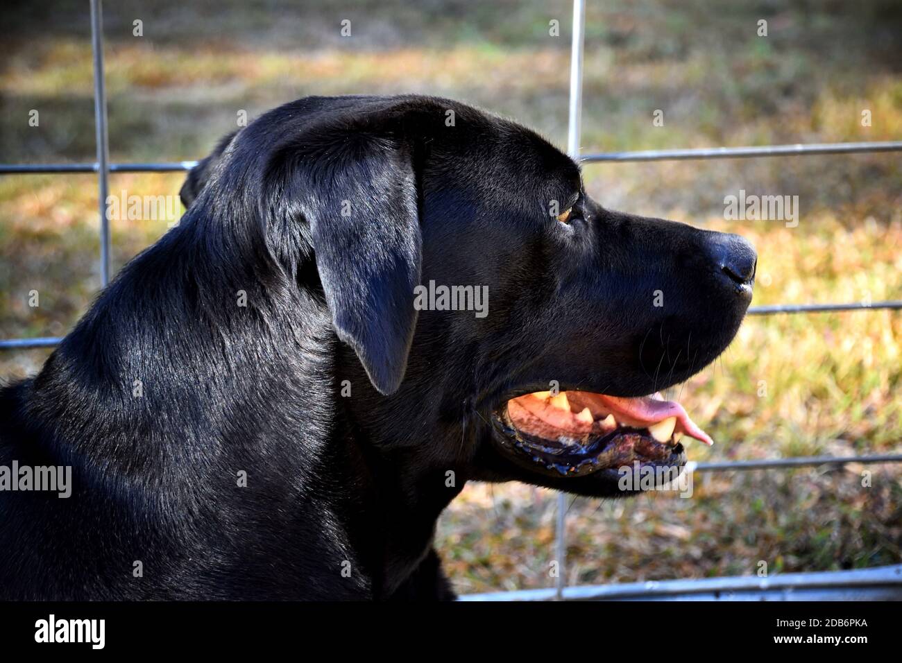 A black Labrador at a gate Stock Photo - Alamy