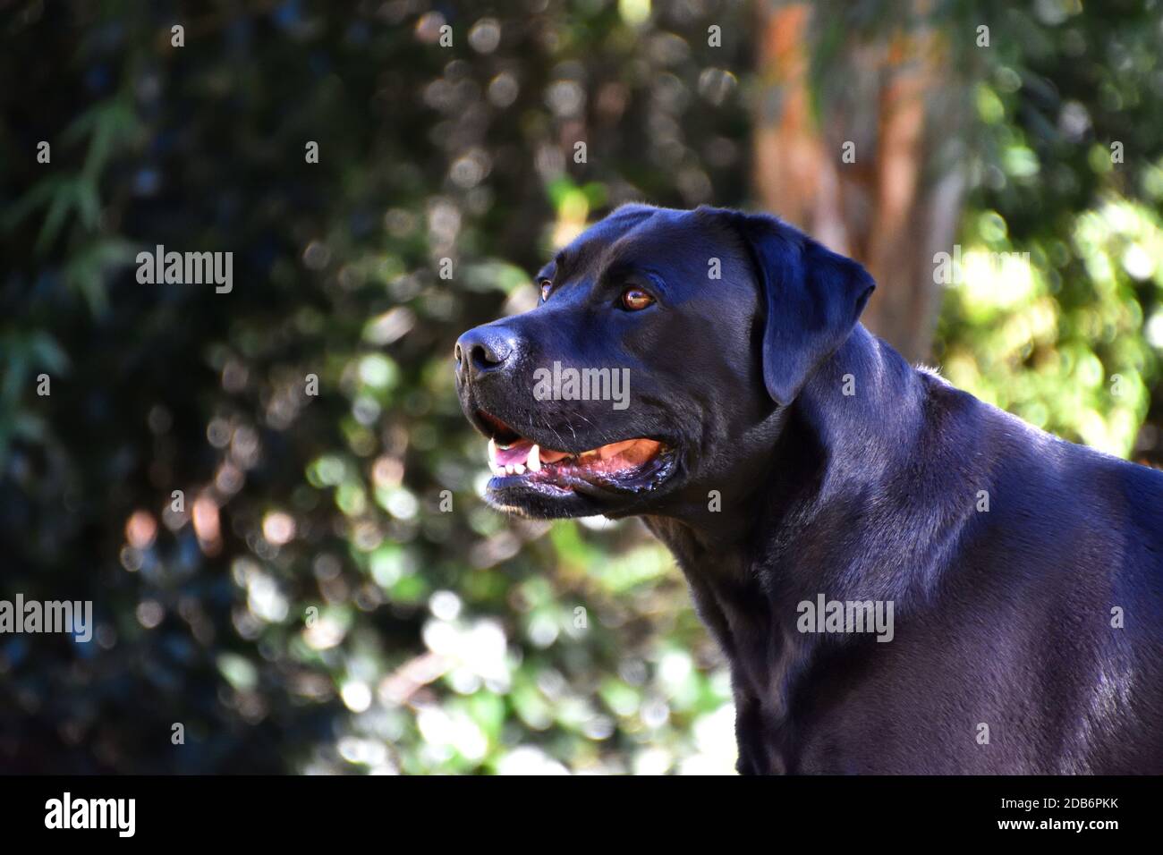 A black Labrador x smiling with trees in the background Stock Photo - Alamy