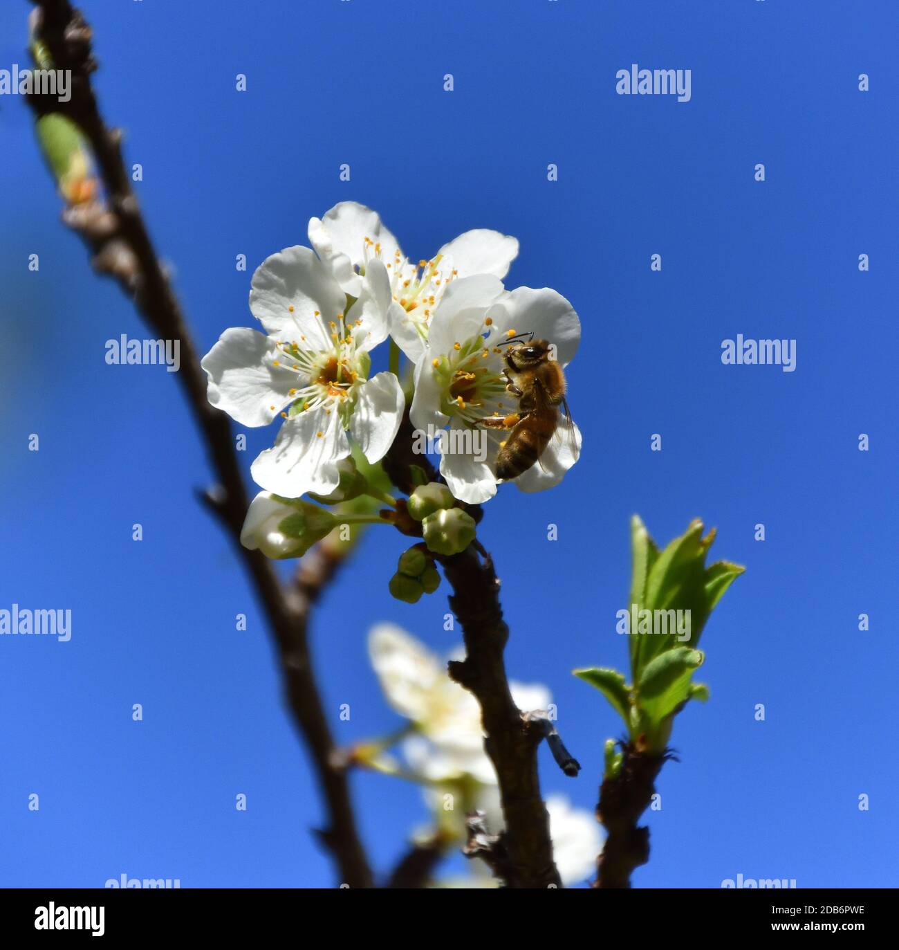 Bees pollinating white fruit flowers Stock Photo - Alamy