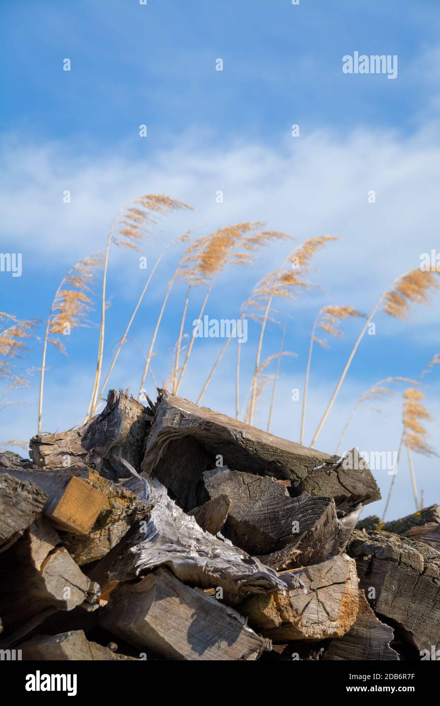 Reeds and chopped wood in spring Stock Photo - Alamy