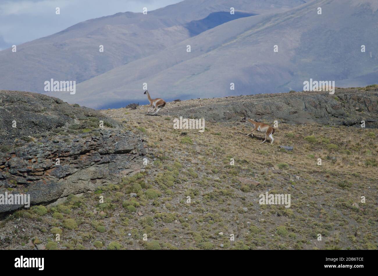Guanaco male fighting lama guanicoe hi-res stock photography and images ...