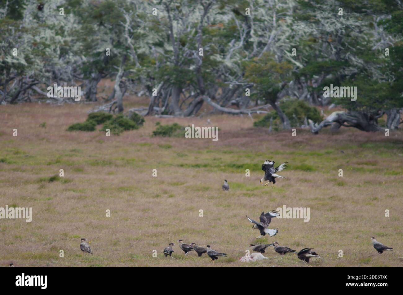 Feed on animal carcasses hi-res stock photography and images - Alamy