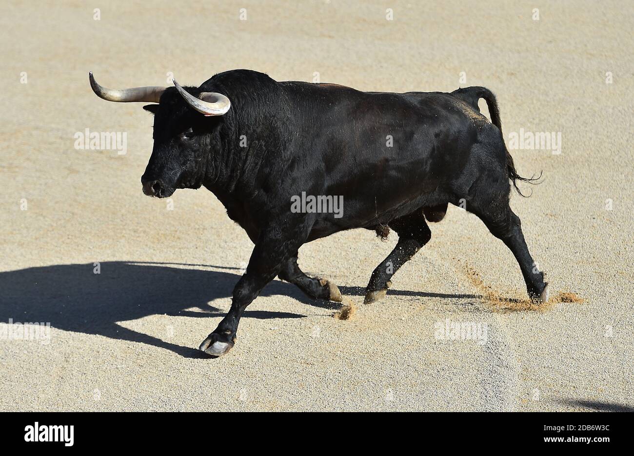 Fighting bull hi-res stock photography and images - Alamy
