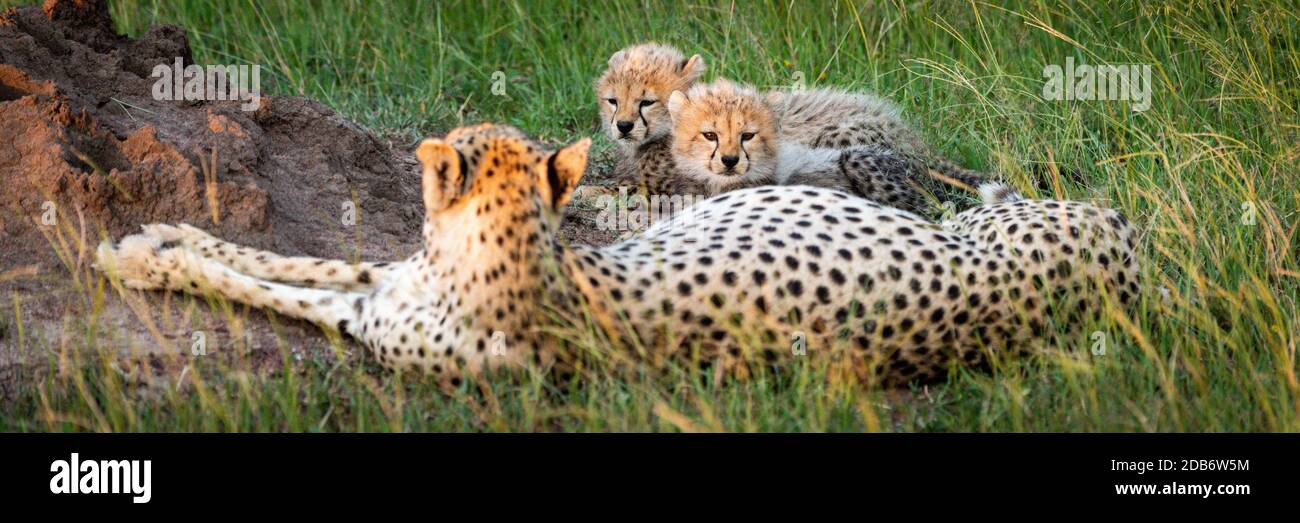 Cheetah lying two cubs hi-res stock photography and images - Alamy