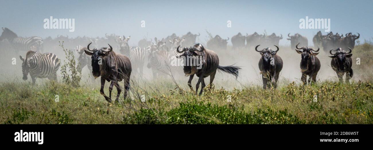 Panorama of blue wildebeest galloping past zebra Stock Photo - Alamy