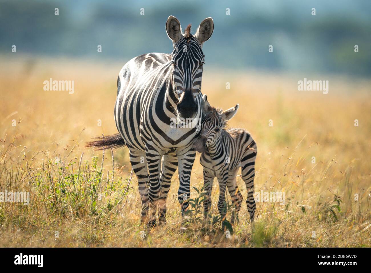 Plains zebra and foal stand facing camera Stock Photo - Alamy