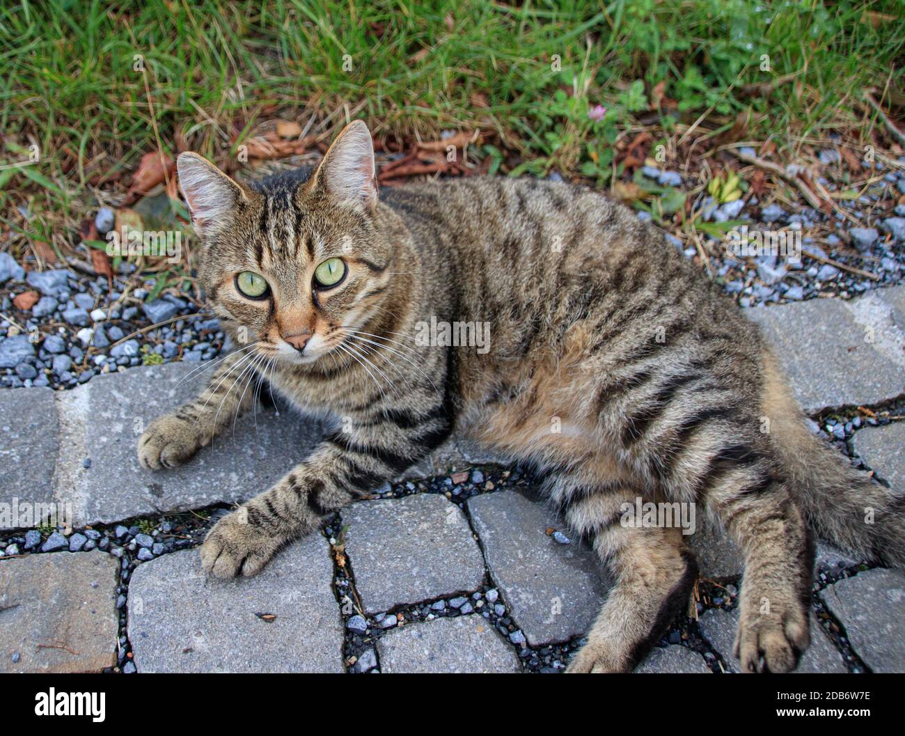 cat on the ground Stock Photo - Alamy