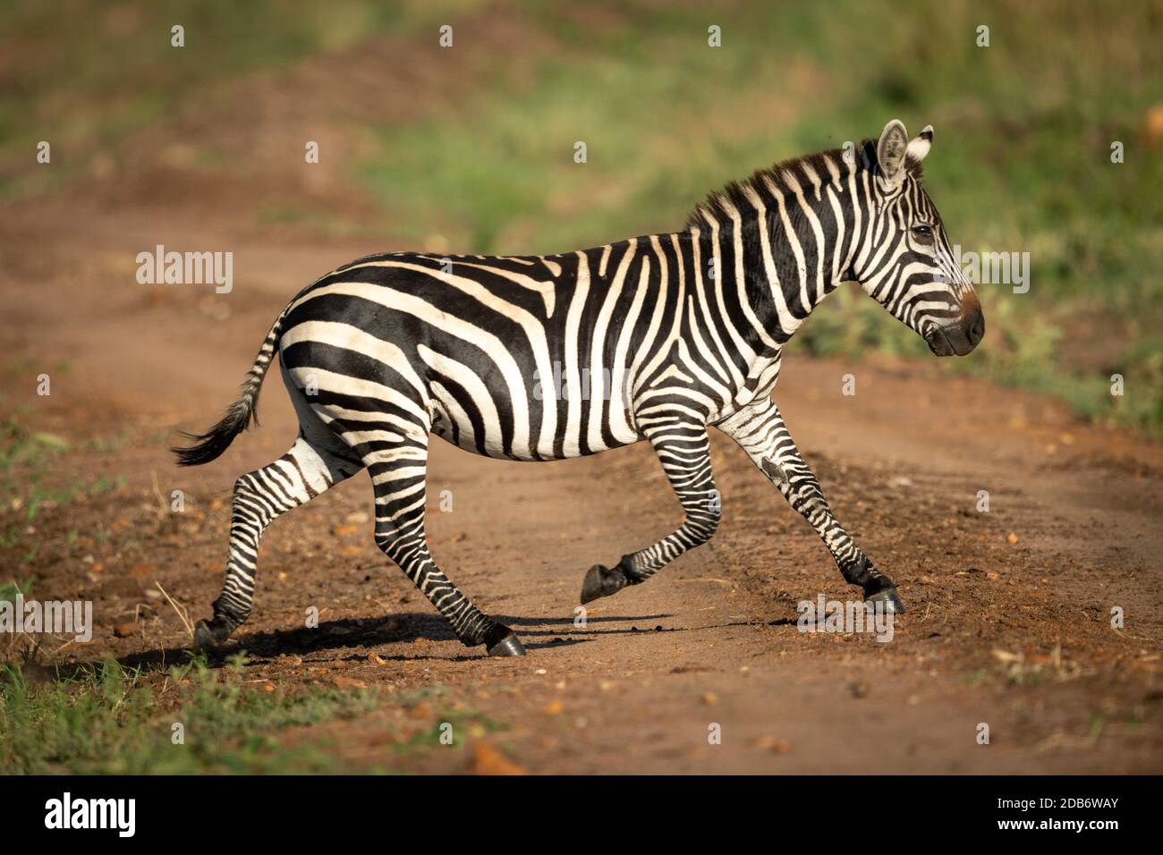 Plains zebra crosses dirt track in sunshine Stock Photo - Alamy