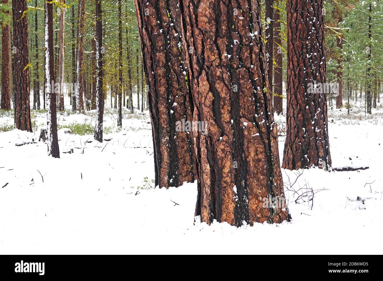 Tall old growth ponderosa pine hi-res stock photography and images - Alamy