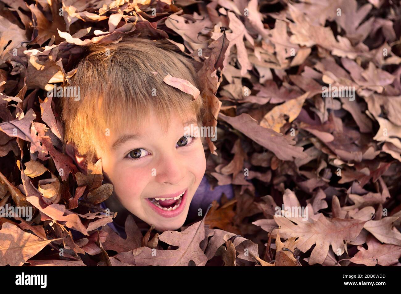 Kids playing in leaves hi-res stock photography and images - Alamy