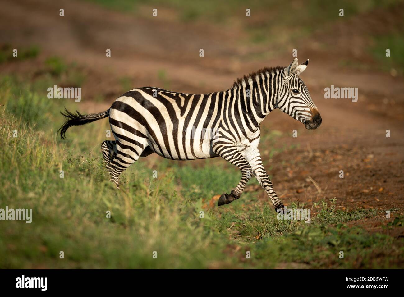 Plains zebra jumps over ditch onto track Stock Photo - Alamy