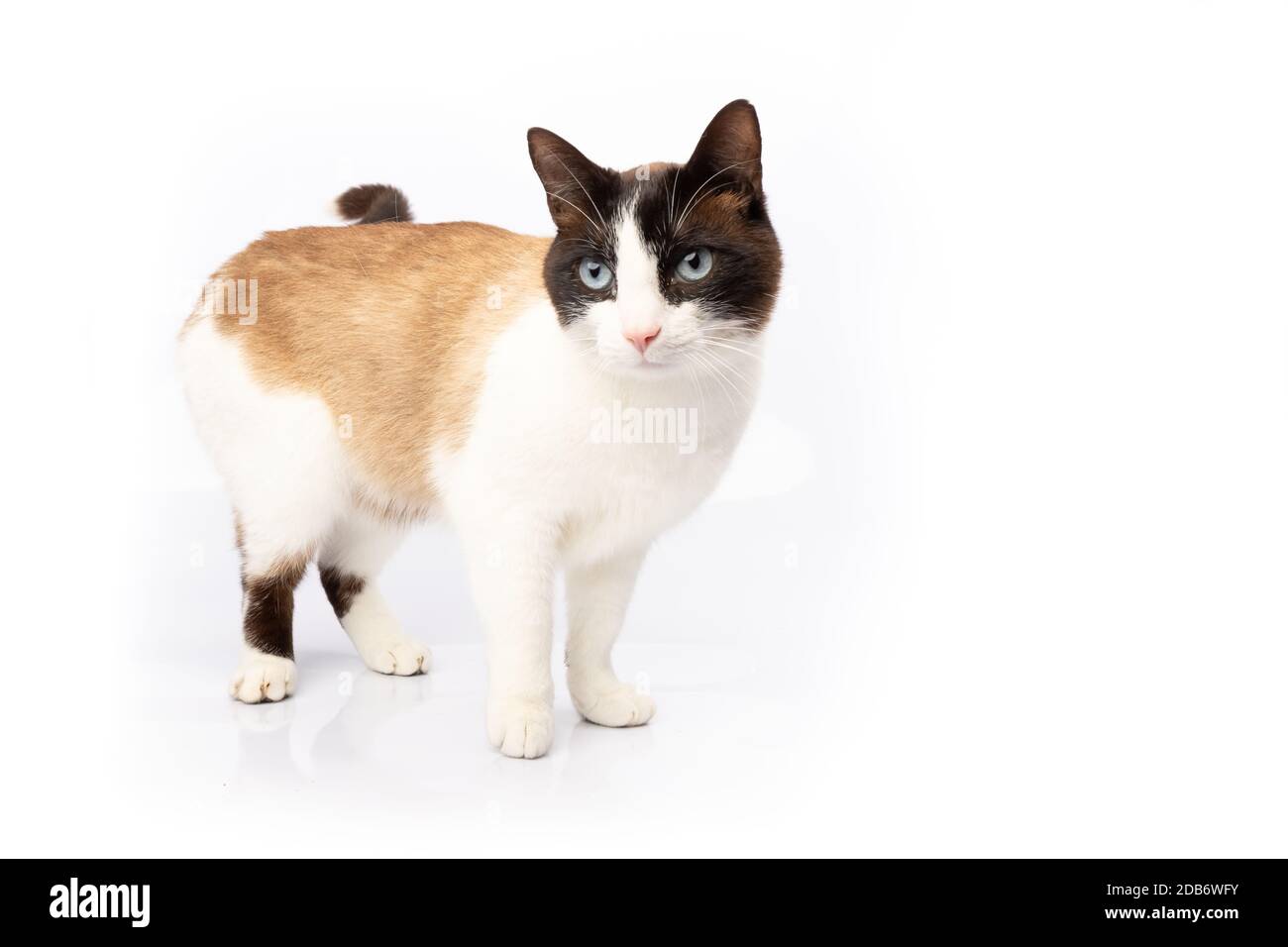 Cross eyed siamese cat Cut Out Stock Images & Pictures - Alamy