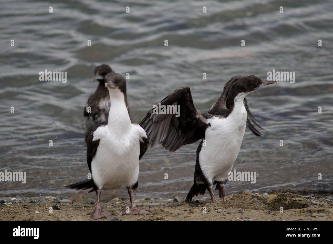 Imperial shags Leucocarbo atriceps in the coast of Punta Arenas ...